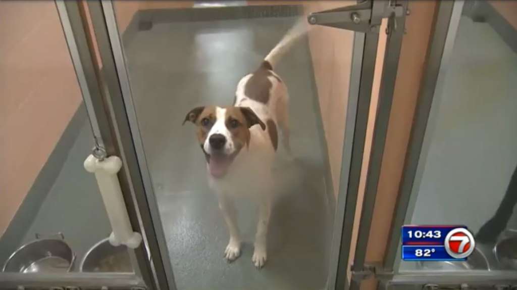 Humane Society of Broward provides shelter to South Carolina pets ahead ...