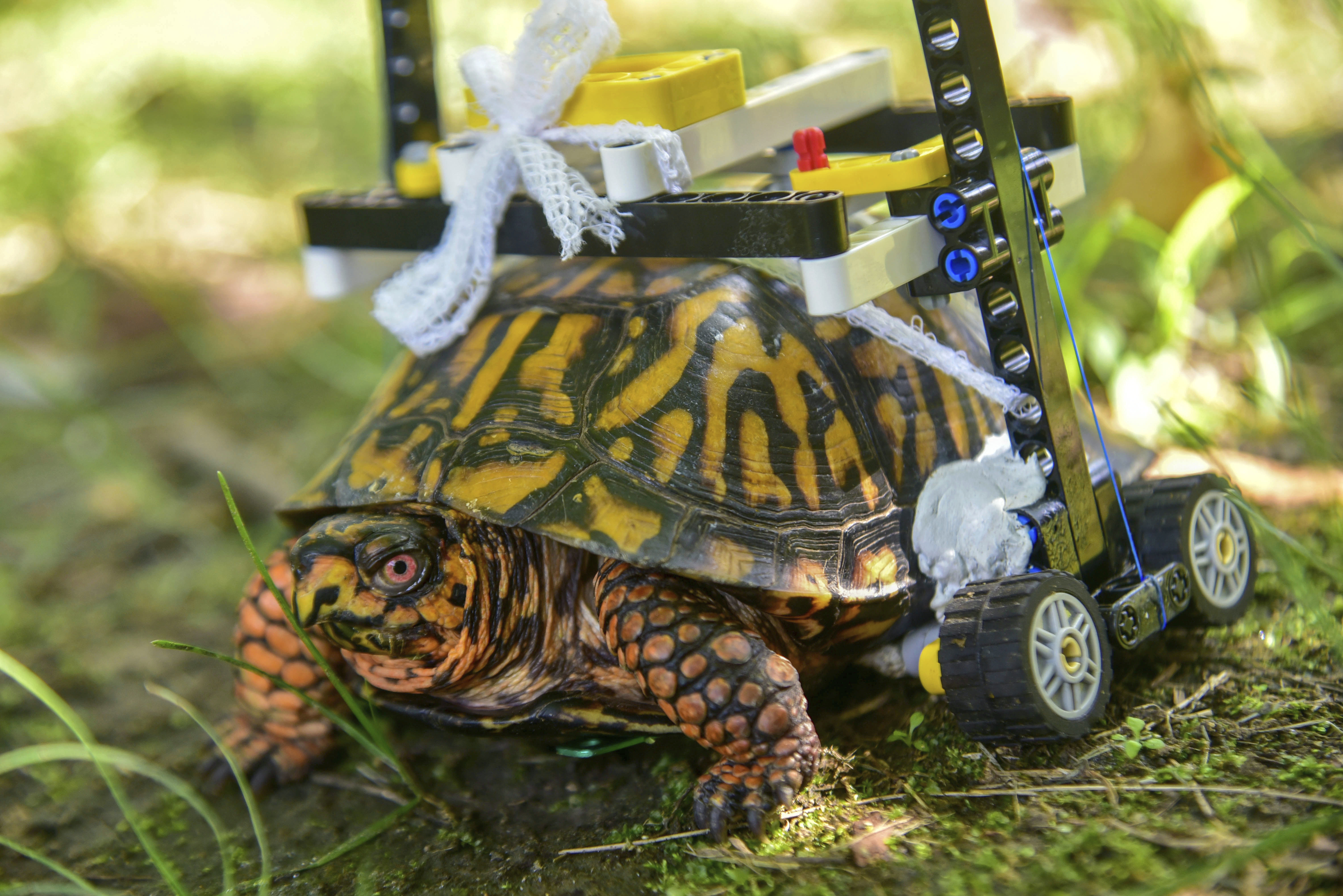 Injured turtle gets around on Lego wheelchair while healing - WSVN ...