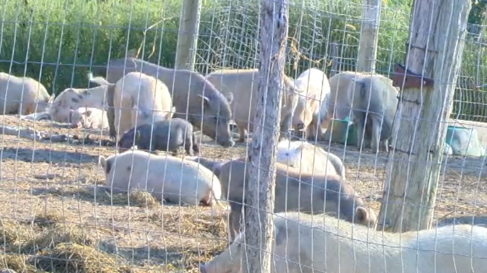 Officers round up hundreds of pigs from overwhelmed Florida animal ...