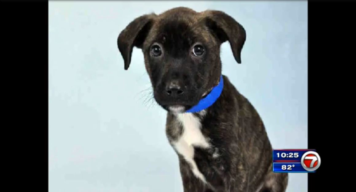 Video shows thieves in theft of puppy from Humane Society of Broward ...