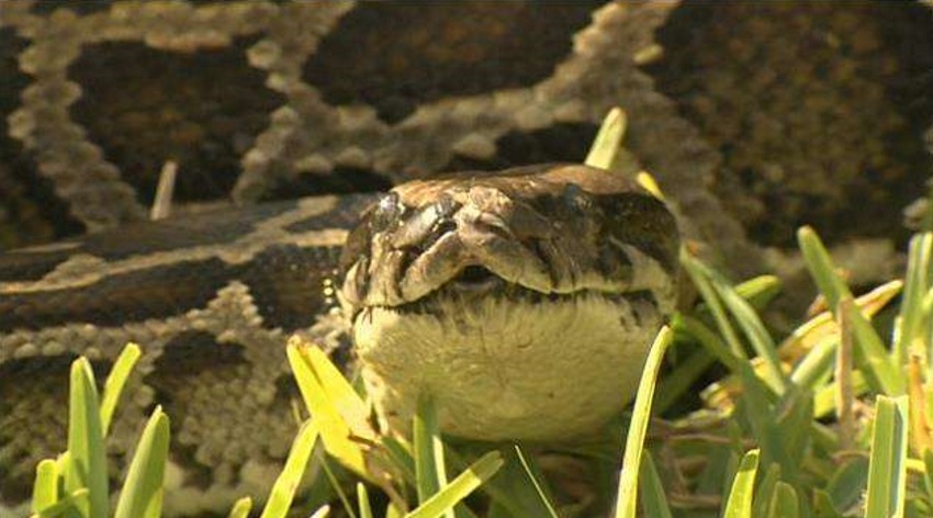 Python threat expanding beyond Florida Everglades, new study finds ...