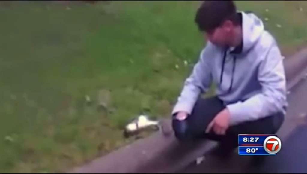 Good Samaritan driver revives squirrel after car scare – WSVN 7News ...