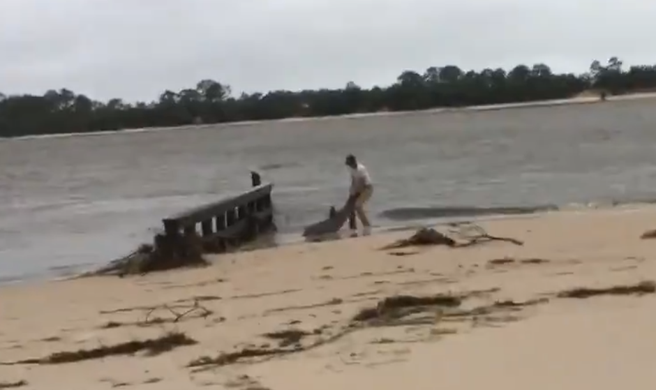 Man rescues dolphin trapped on boat ramp after Hurricane Michael - WSVN ...
