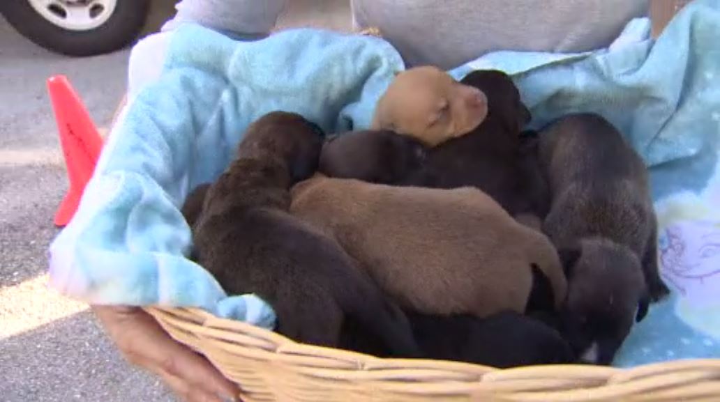 Over 40 dogs, cats rescued after Hurricane Michael need forever homes ...