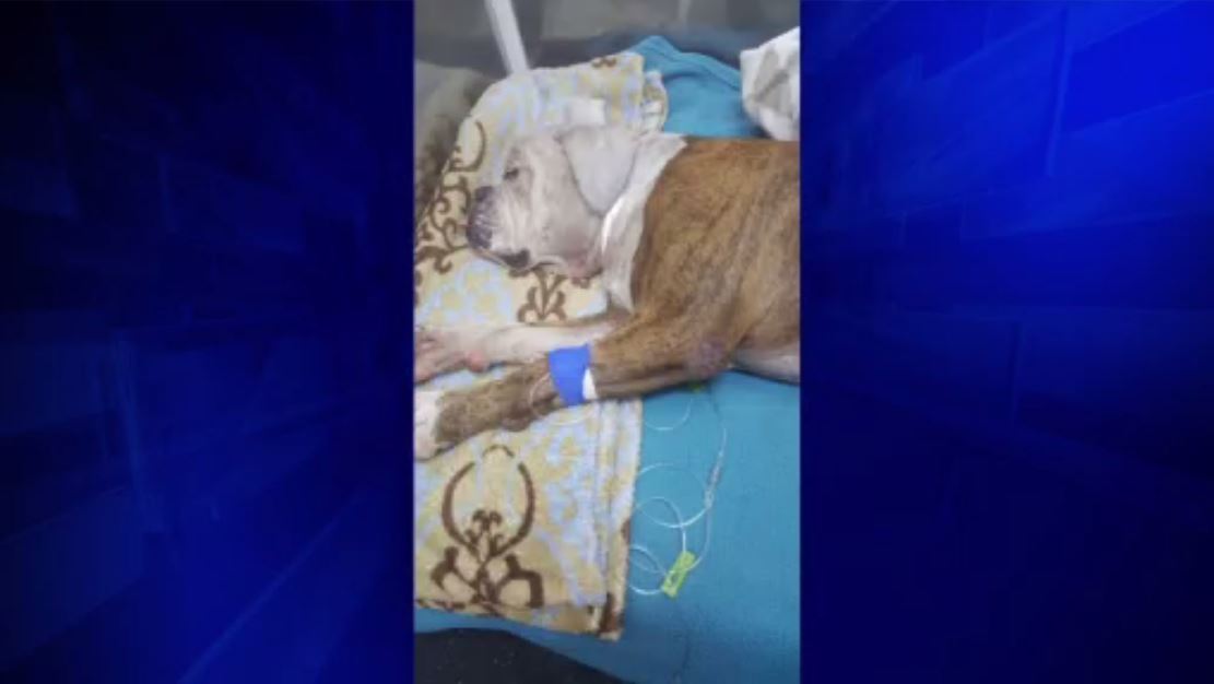 Stray dog recovering from gunshot wound, being hit by car - WSVN 7News ...