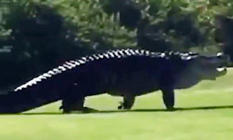 Massive gator strolls on Florida golf course - WSVN 7News | Miami News ...