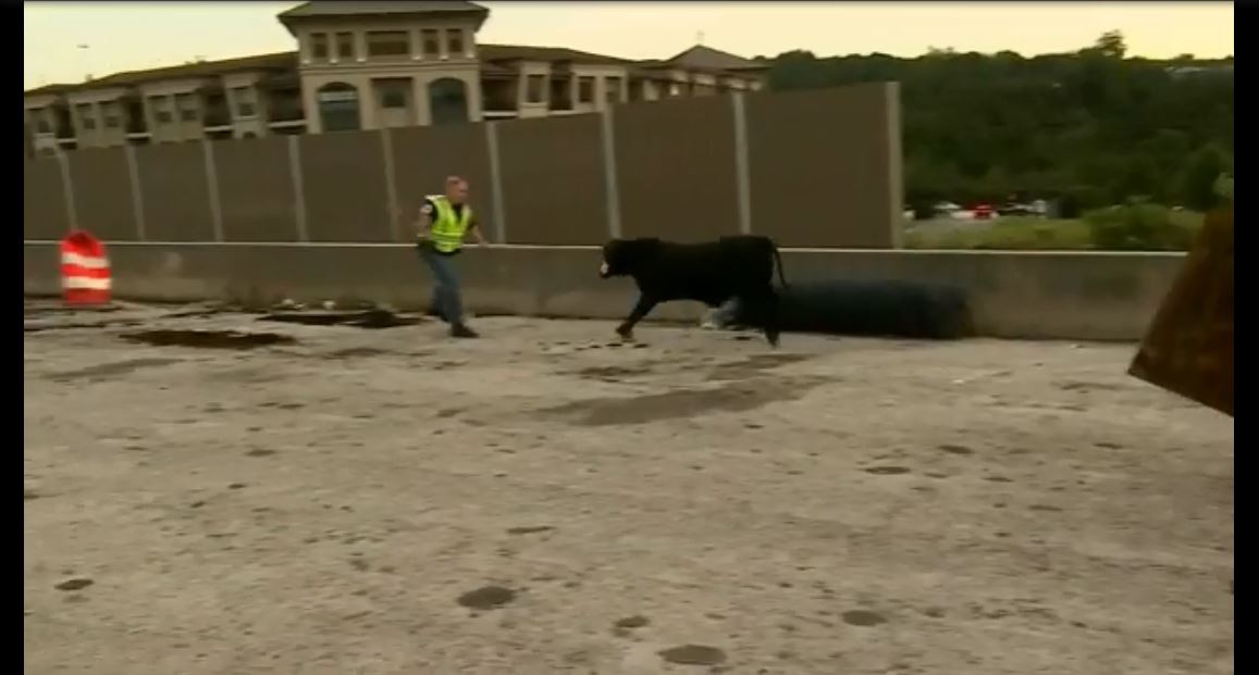 Udder disaster: Cows escape after livestock truck crashes - WSVN 7News ...