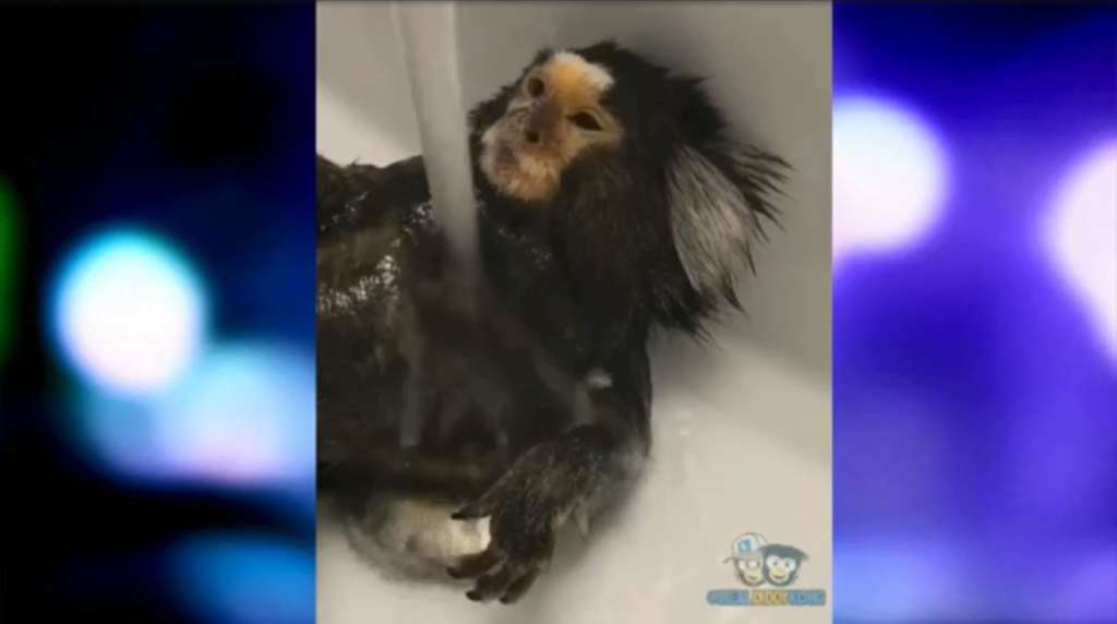 Meet Diddy Kong: the viral monkey with over 1 million followers – WSVN ...