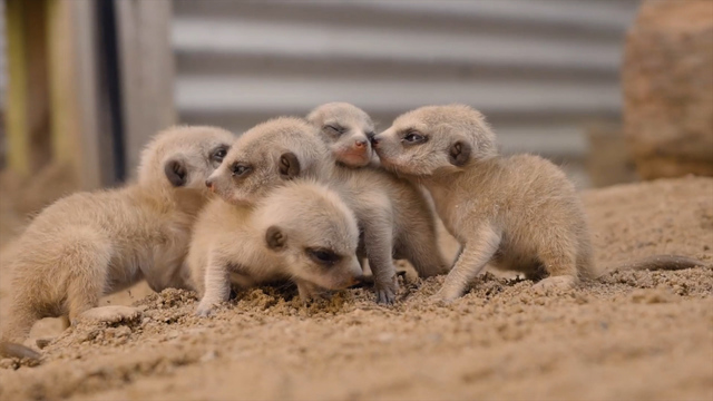 Australia wildlife park announces birth of 5 meerkats - WSVN 7News ...