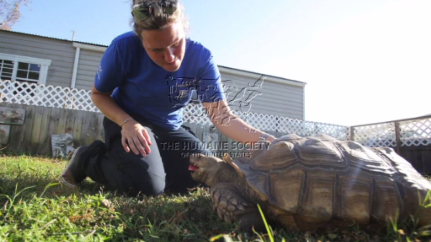 Tortoise hurt during Hurricane Michael makes slow recovery in South ...