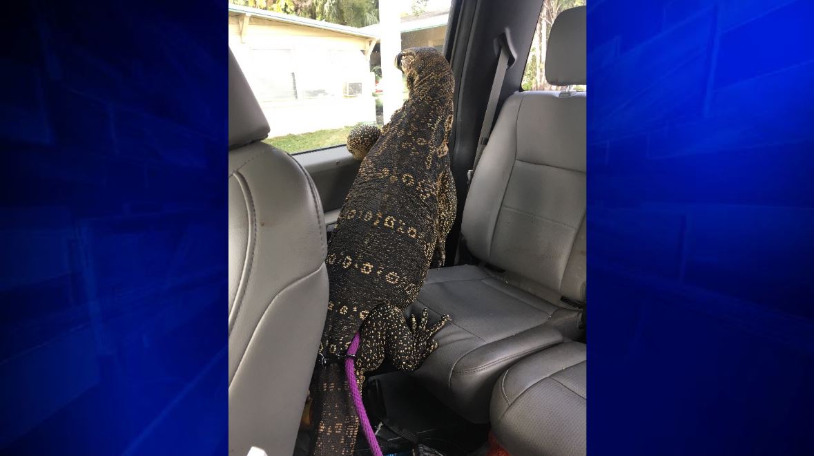 FWC captures Nile monitor loose in Davie neighborhood - WSVN 7News ...
