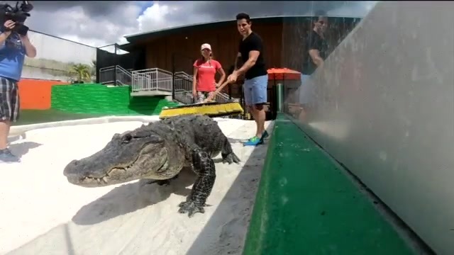 Chris tries scrubbing alligators with Everglades Holiday Park’s Gabby ...