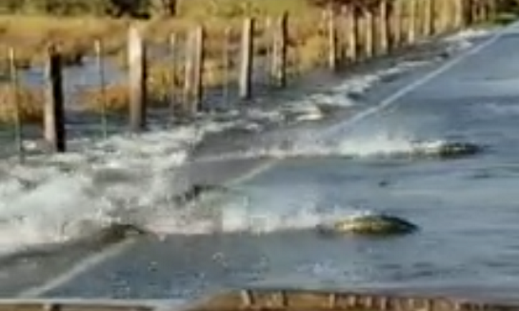 Video captures salmon swimming across flooded road in Washington - WSVN ...