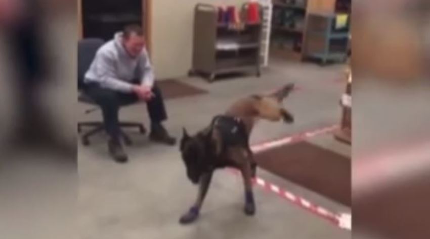 Video shows South Dakota police dog trying on new snow boots - WSVN ...