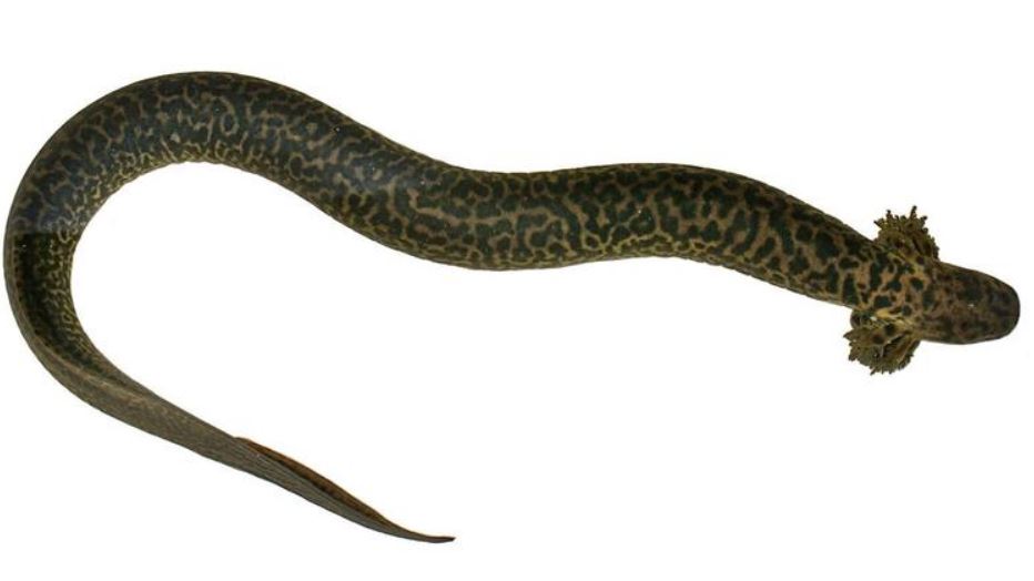 Scientists find bizarre, snake-like creature in Florida panhandle ...