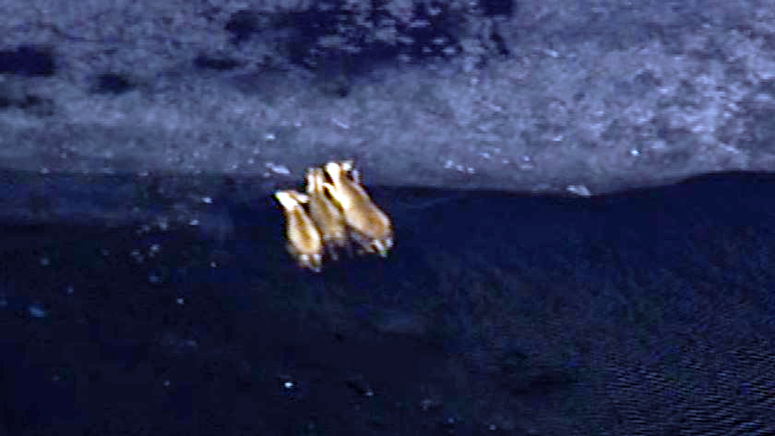 3 deer stuck in reservoir after falling through ice in Waltham - WSVN ...