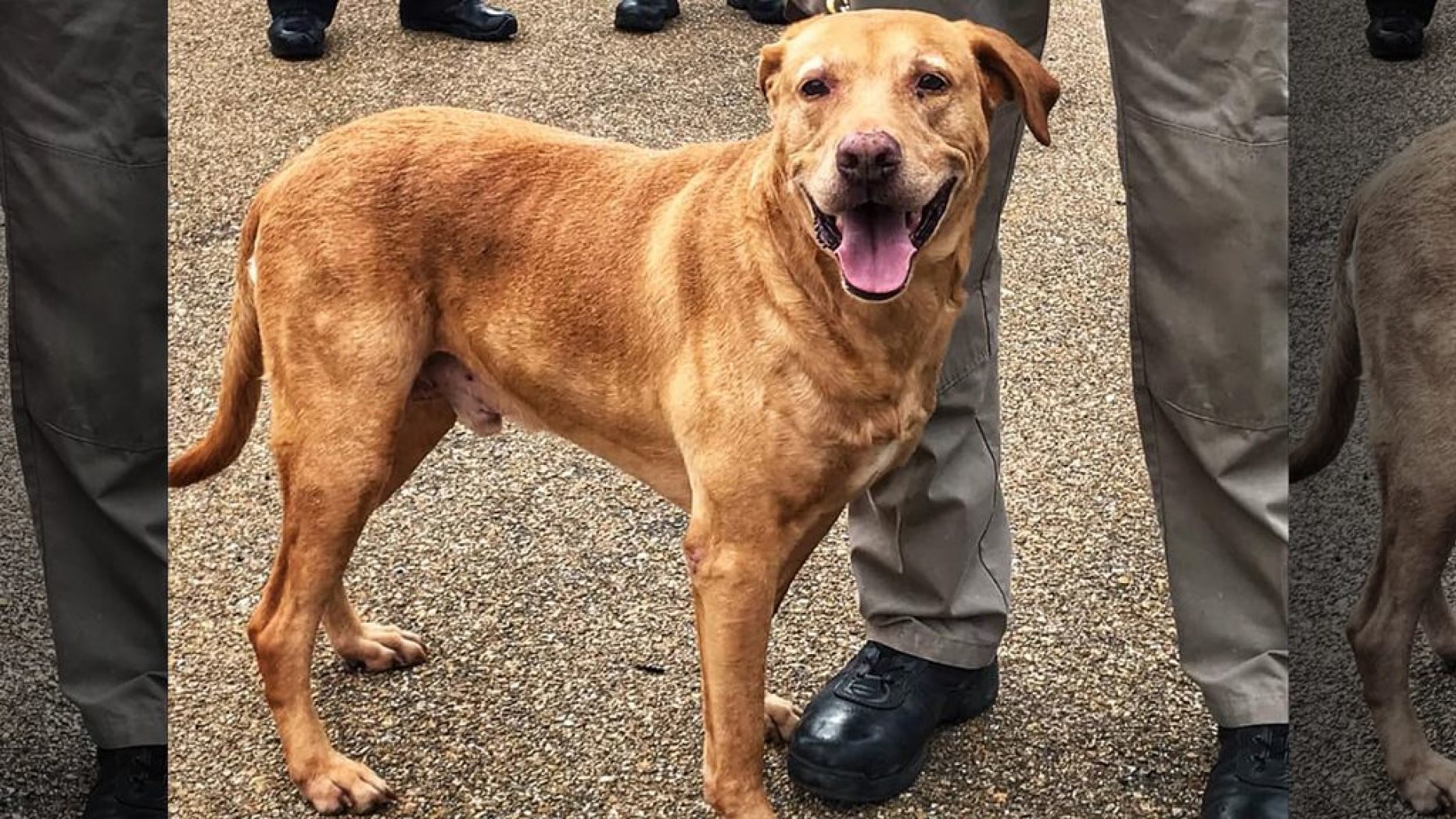 Retired K-9 left at Mississippi animal shelter gets adopted by old ...