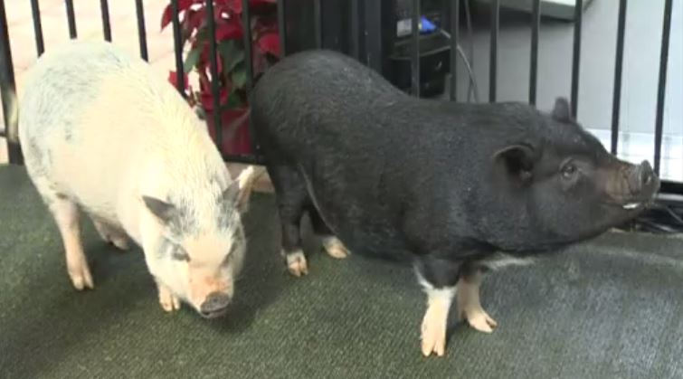 Miami-Dade Mayor pardons 2 pigs for holiday season - WSVN 7News | Miami ...