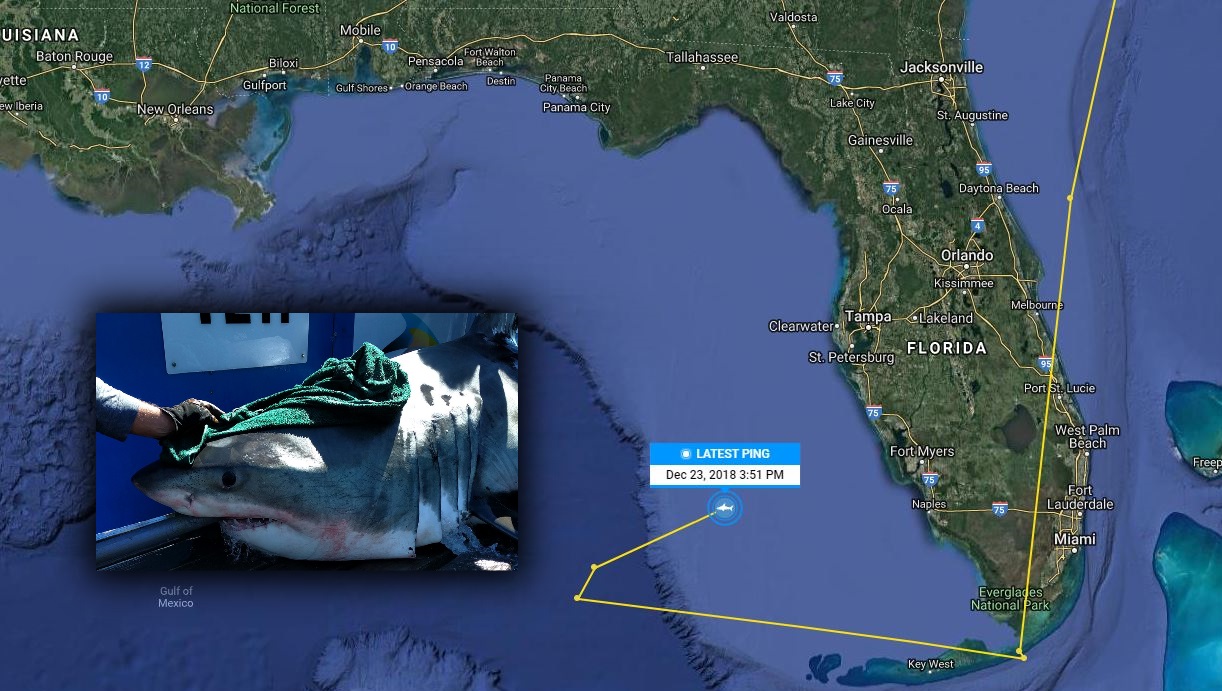 Massive great white pings near coast of Southwest Florida - WSVN 7News ...