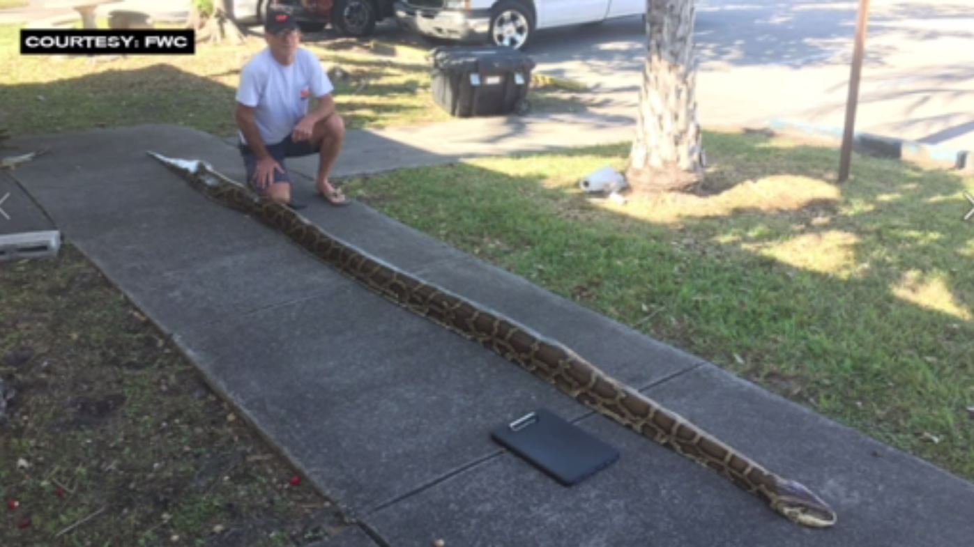 Officials remove 18 foot python from Florida Everglades - WSVN 7News ...