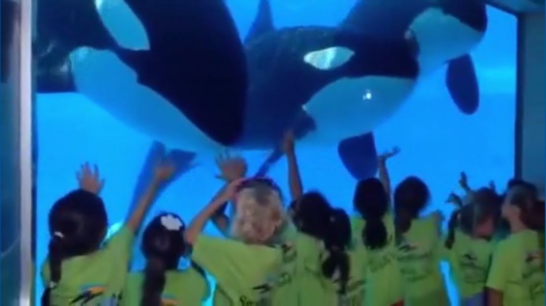 Florida preschoolers get free admission at SeaWorld, Aquatica - WSVN ...