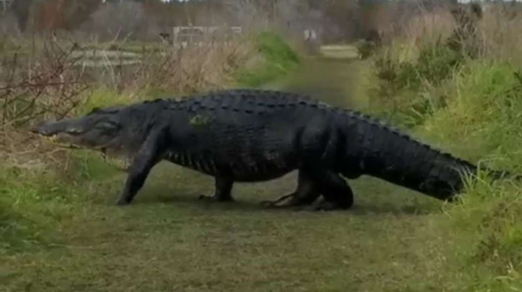 Massive alligator spotted strolling across Florida nature reserve path ... Massive alligator spotted strolling across Florida nature reserve path ...