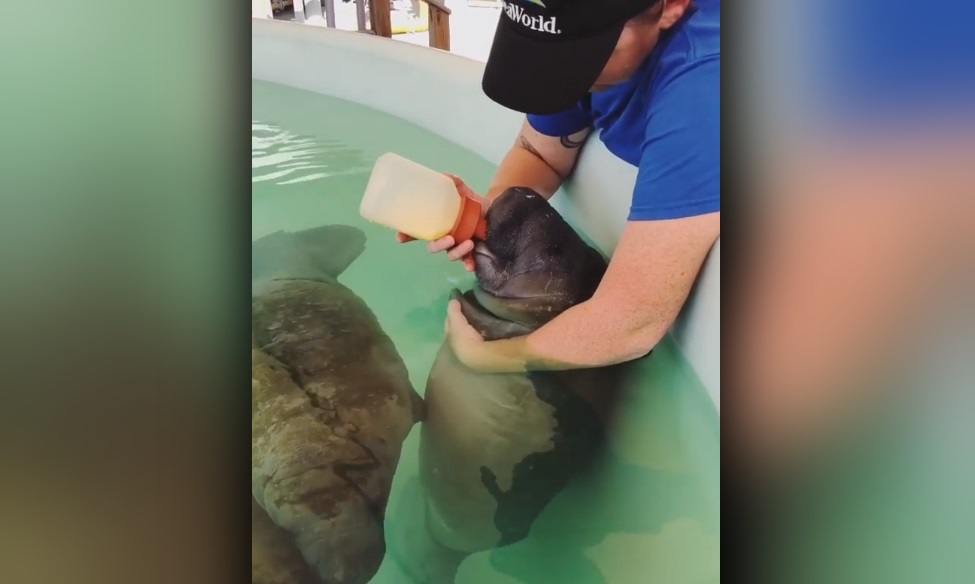 Adorable video shows SeaWorld worker bottle-feeding baby manatees ...