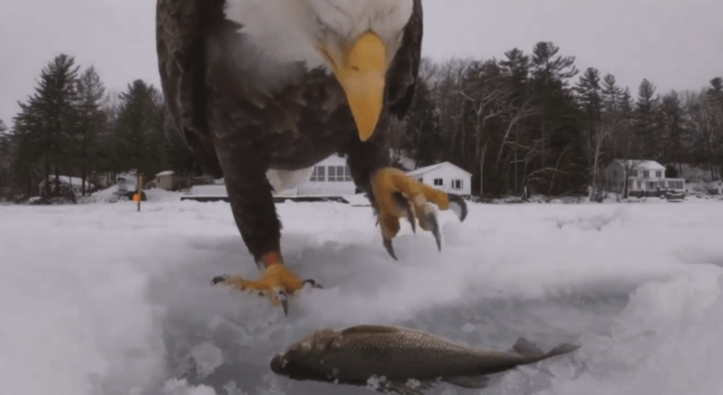 GoPro video shows bald eagle stealing fisherman’s catch - WSVN 7News ...