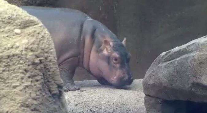 Half ton of fun: Cincinnati Zoo’s Fiona turning 2 - WSVN 7News | Miami ...