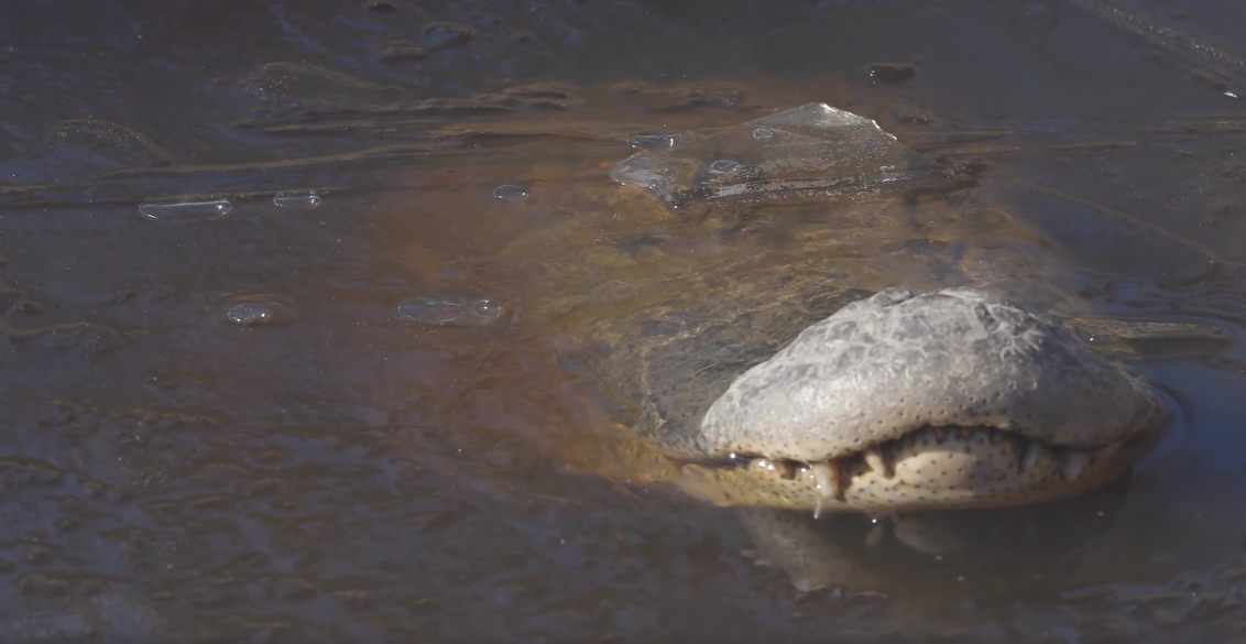 Video shows alligators surviving in frozen swamp by keeping nostrils ...
