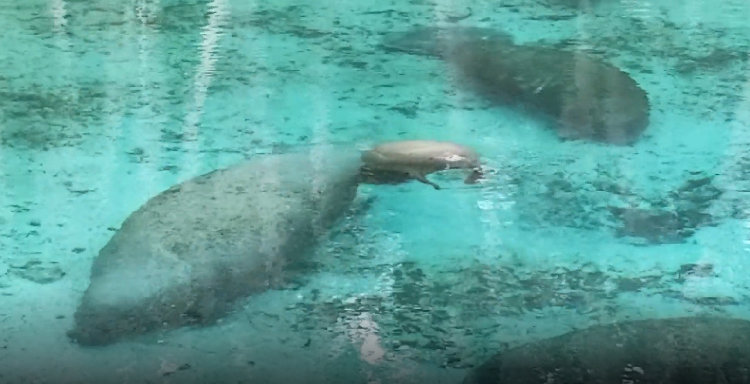 Manatees stuck behind wall in Florida river for days after fleeing ...