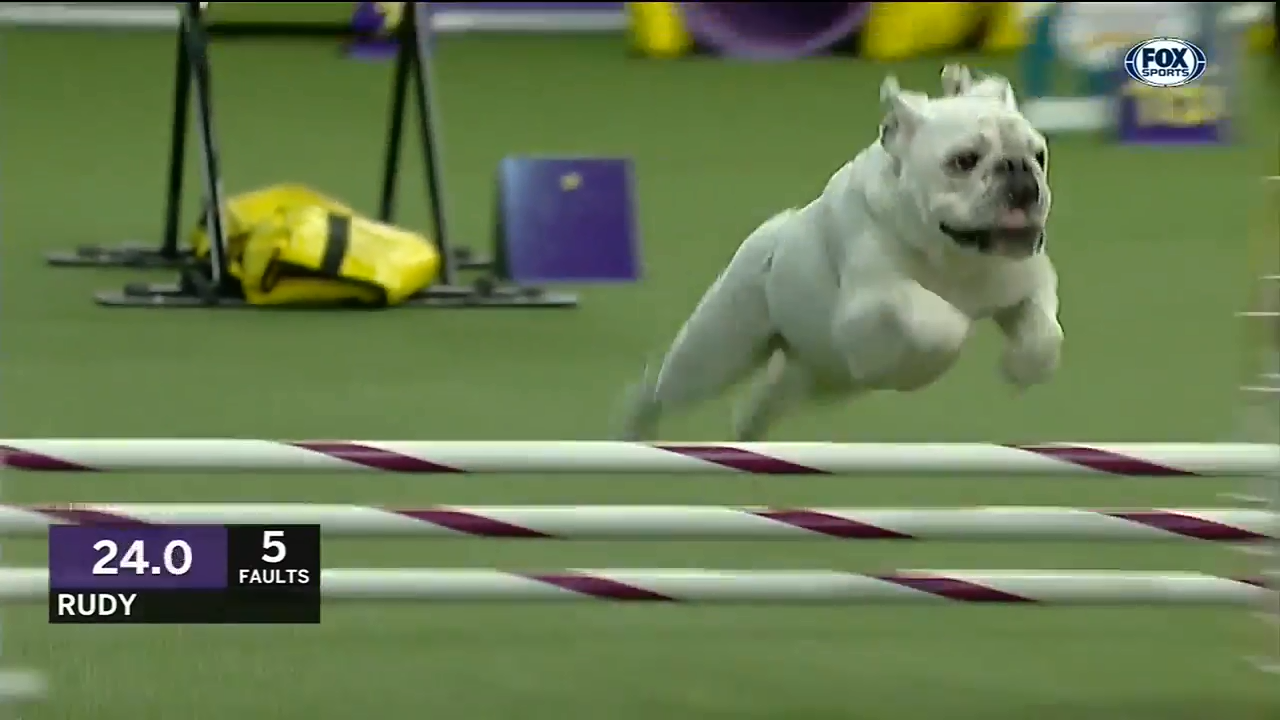 Rudy the bulldog captures audience’s attention at Westminster Dog Show ...