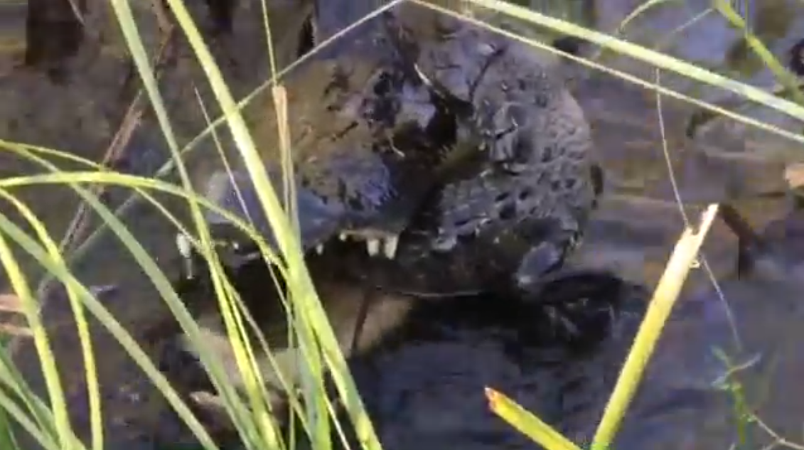 Large alligator seen chomping down on smaller alligator in Everglades ...