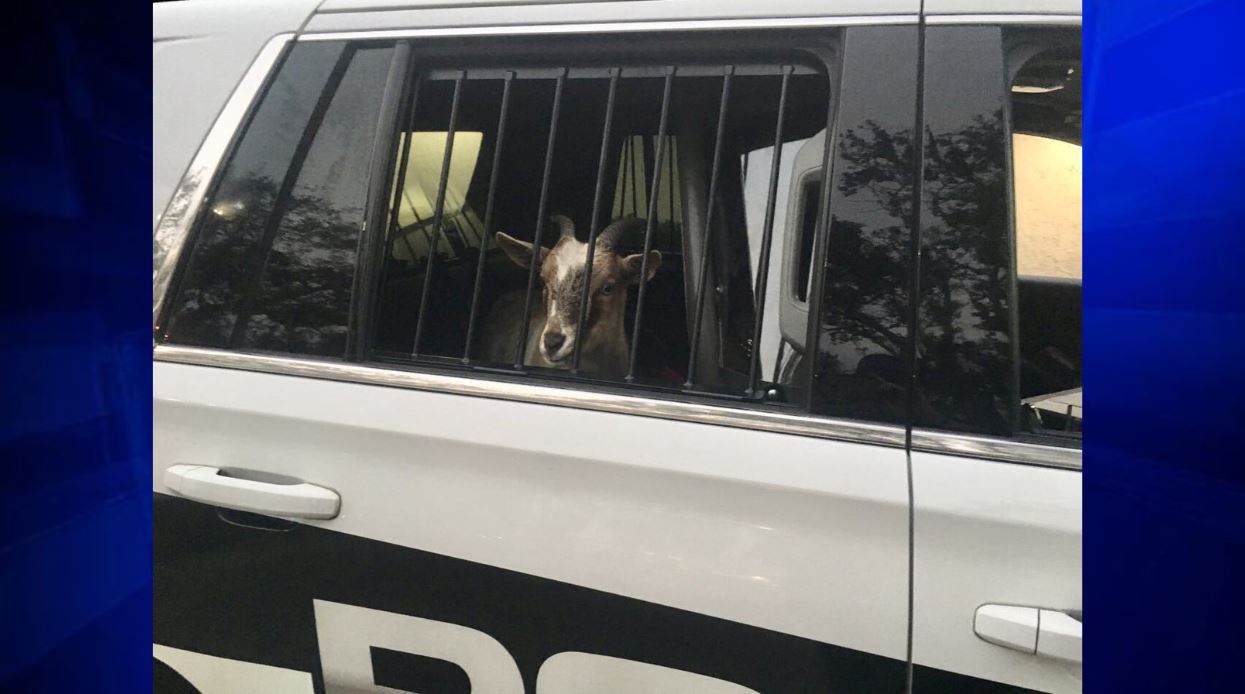Pembroke Pines Police officer returns goat to owners - WSVN 7News ...