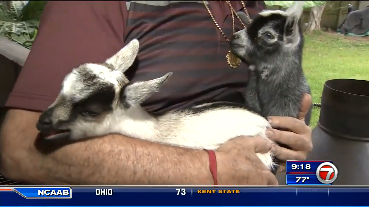 Will Dogs Attack Goats