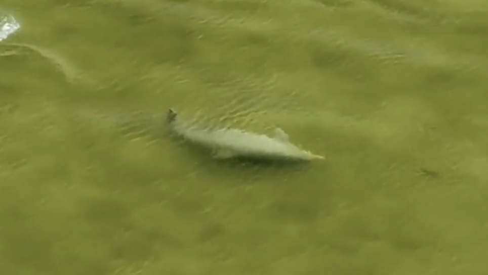 Drone captures dolphin chasing fish in central Florida - WSVN 7News ...