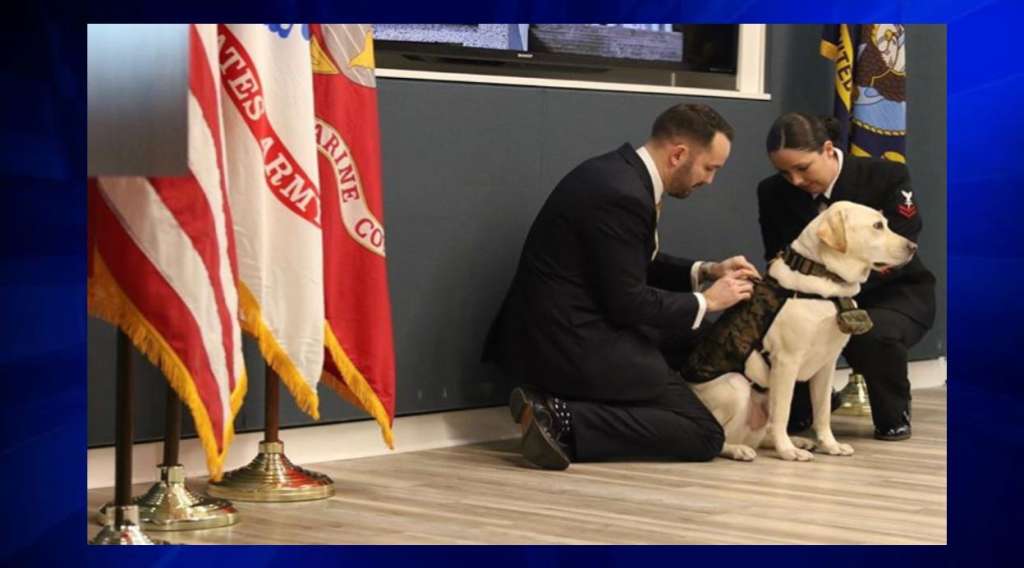 Sully the service dog has new role helping wounded vets - WSVN 7News ...