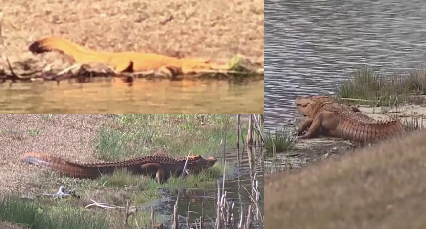 Orange gators spotted in South Carolina concern residents - WSVN 7News ...
