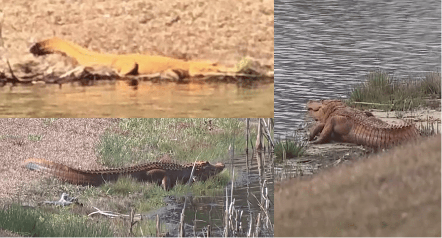 Orange gators spotted in South Carolina concern residents - WSVN 7News ...