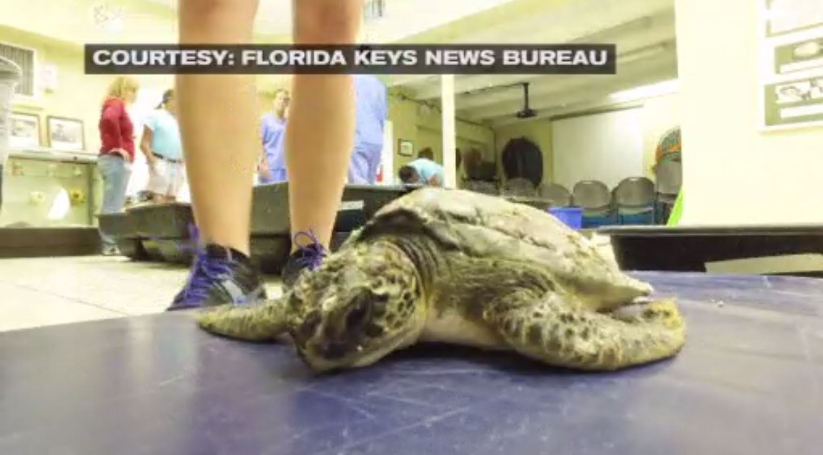 22 sea turtles found covered in barnacles treated at Marathon Turtle ...