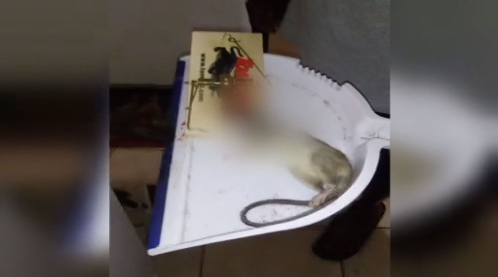 Woman bitten by rat in Miami-Dade apartment building overrun with ...