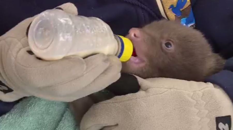 Bear cubs found by California highway may have been poached – WSVN ...