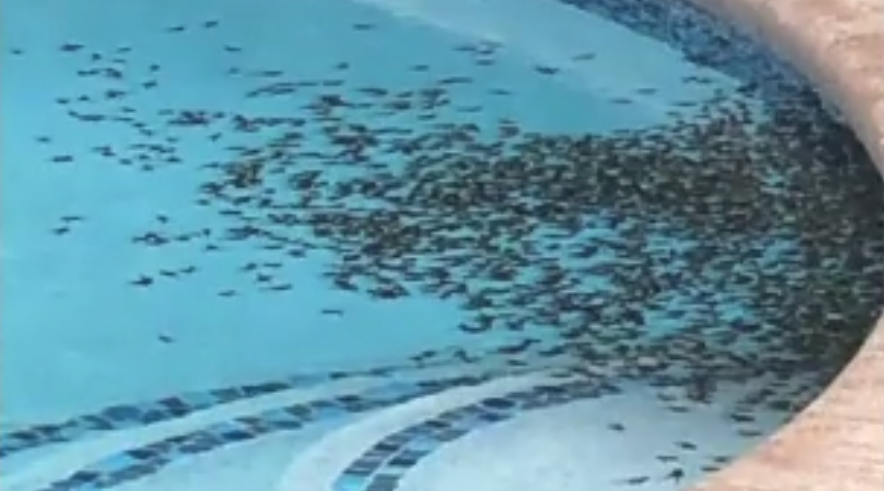 Hundreds of poisonous toads swarm Palm Beach Gardens neighborhood ...