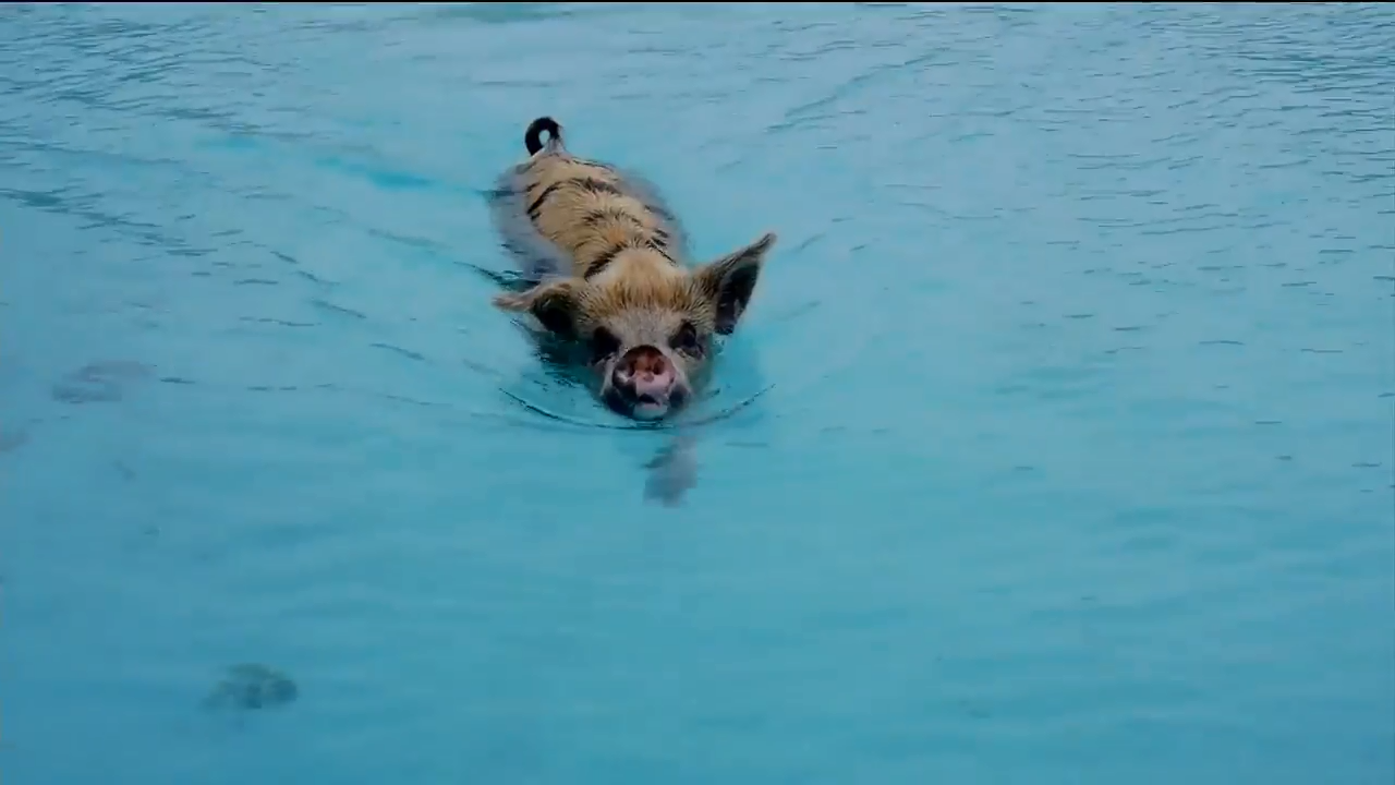 Hog heaven: ‘Pigs of Paradise’ showcases Exuma’s swimming porkers ...