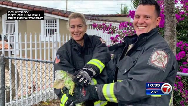 Hialeah firefighters free iguana stuck in fence - WSVN 7News | Miami ...