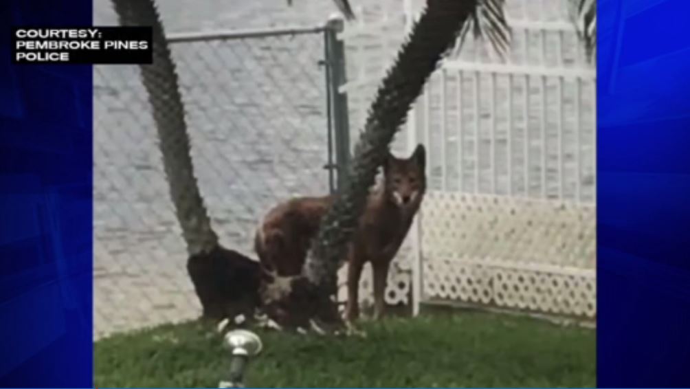 Police issue warning after coyote spotted in Pembroke Pines – WSVN ... Police issue warning after coyote spotted in Pembroke Pines – WSVN ...