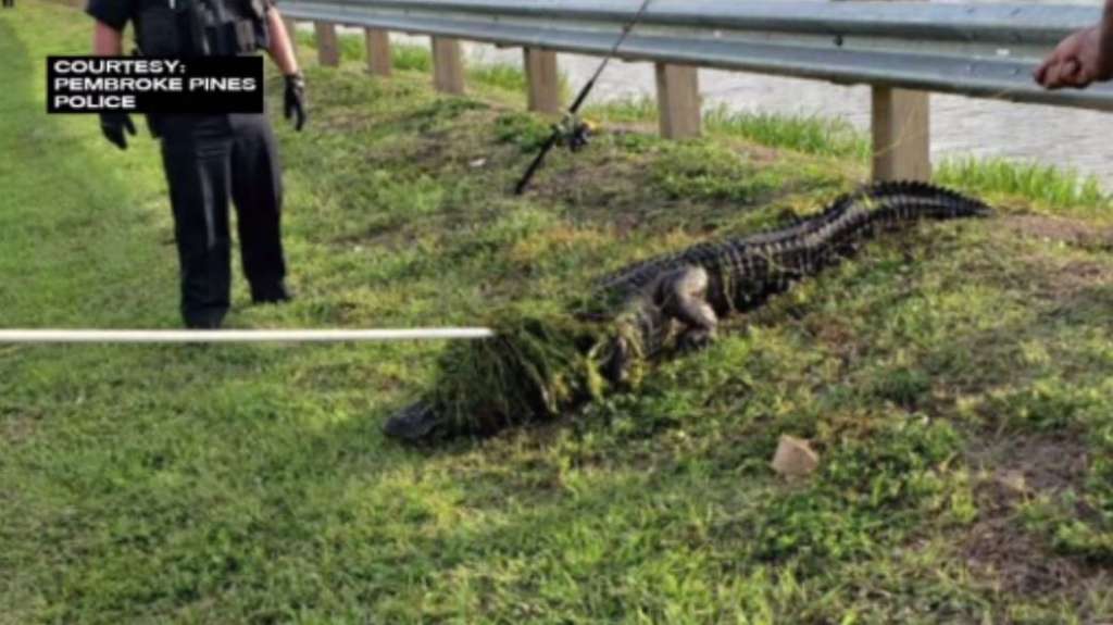 8-foot alligator captured in Pembroke Pines – WSVN 7News | Miami News ...