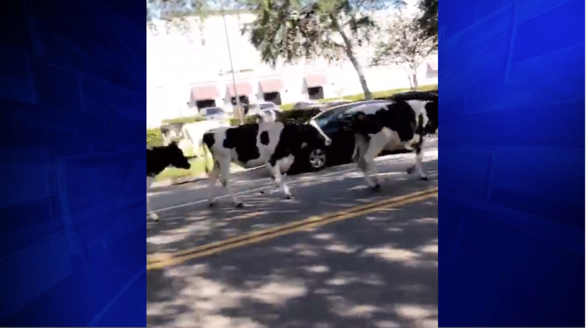 Runaway cows roam through Miami Lakes - WSVN 7News | Miami News ...