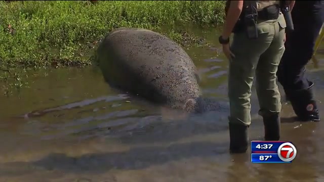Manatee freed from drainage ditch in Fort Myers - WSVN 7News | Miami ...