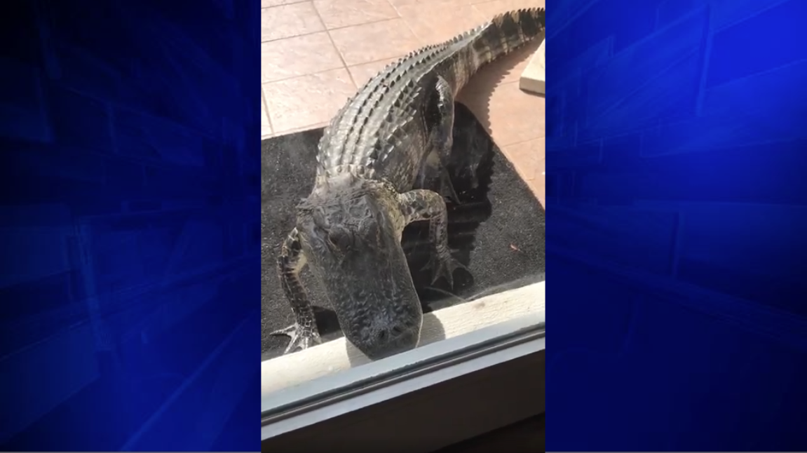 Florida woman finds gator knocking at her front door - WSVN 7News ...